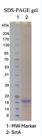 Recombinant Sortase A - 5M - Aurora Biolabs